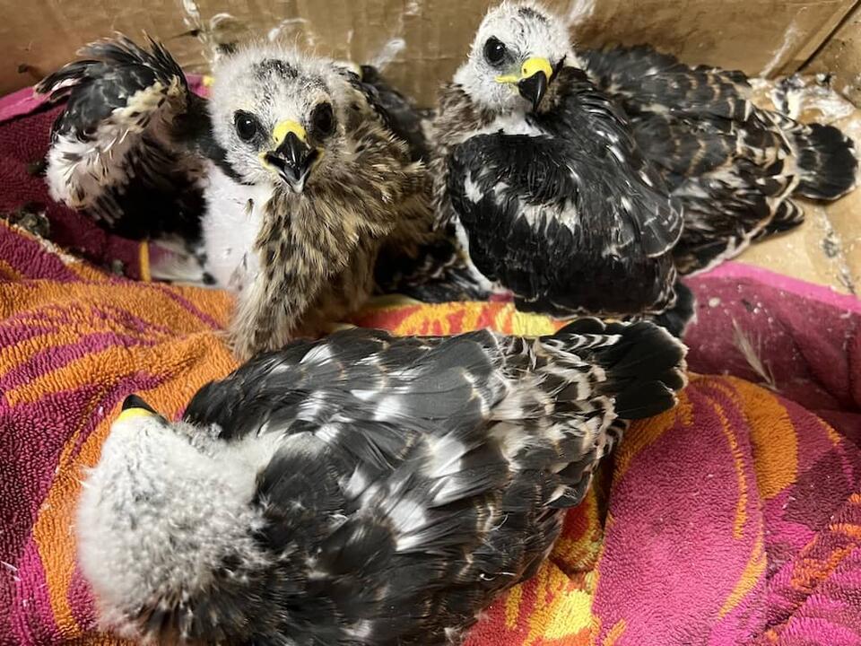 After Beryl, Austin Wildlife Rescue Takes in Dozens of Baby Birds