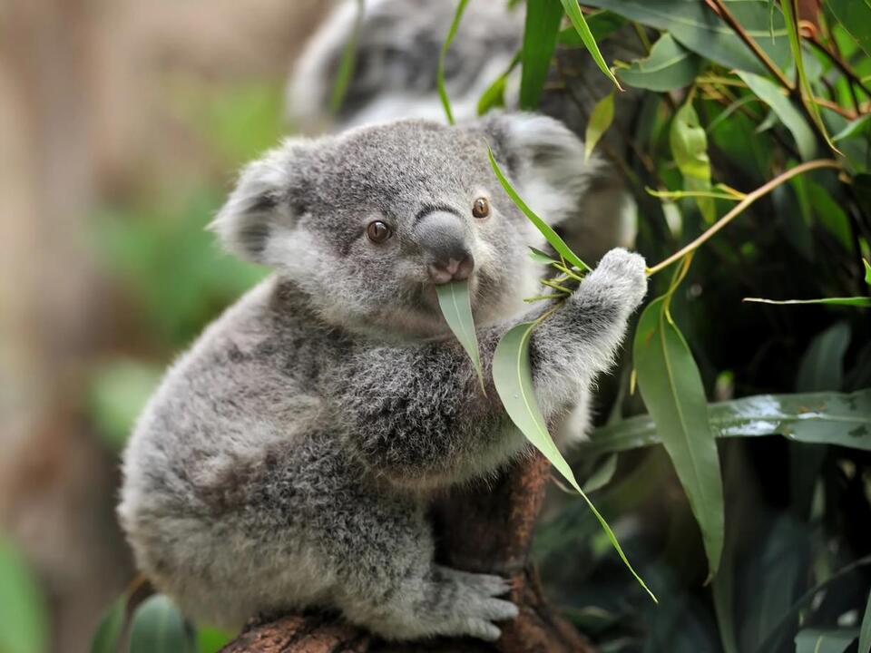 24 Amazing Facts About Australian Animals