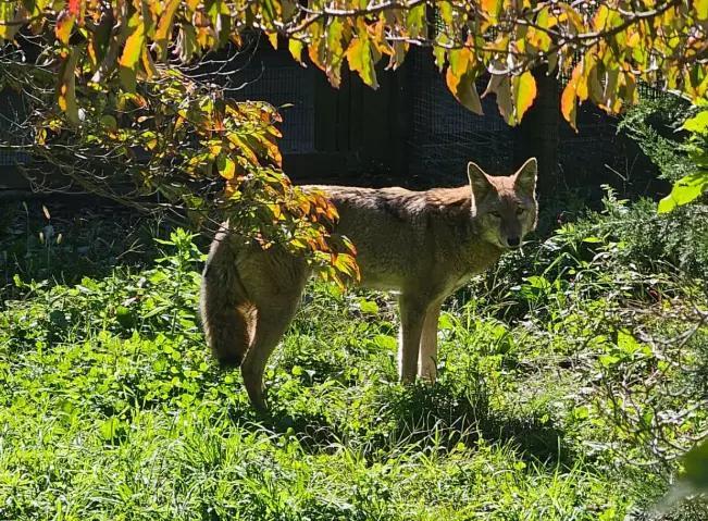 The Trailside Museums and Zoo at Bear Mountain State Park - NewsBreak