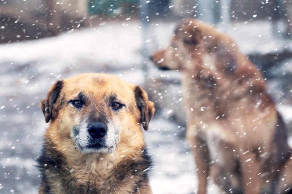 Winter Storm Pet Safety Tips to Protect Animals - NewsBreak
