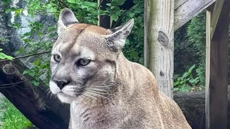 Washington Park Zoo mourns loss of 16-year-old Cougar - NewsBreak