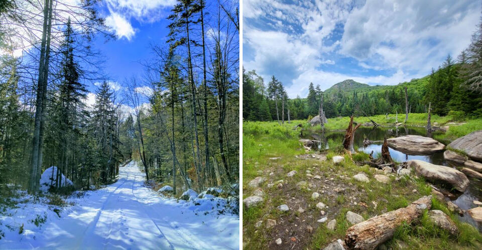 The Overlooked New York State Forest Where You Can Hike All Day In ...