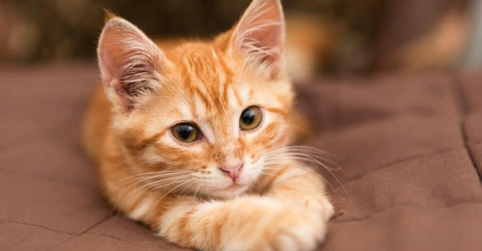 Meet the ‘Hero’ Cat That Called 911 to Help Its Owner - NewsBreak