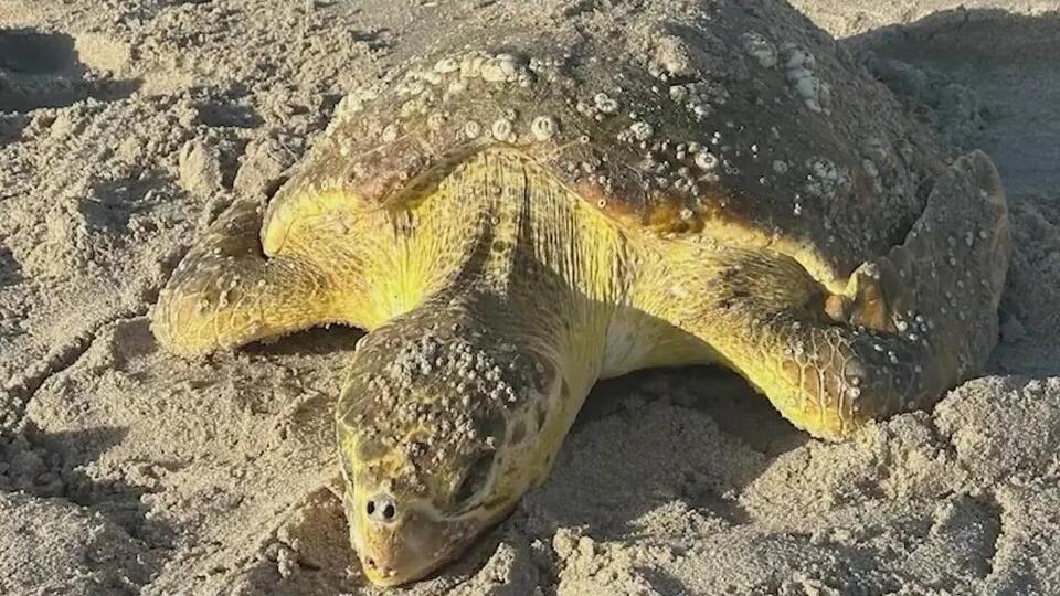 Florida beachgoers pushing sick sea turtles into ocean before rescuers ...