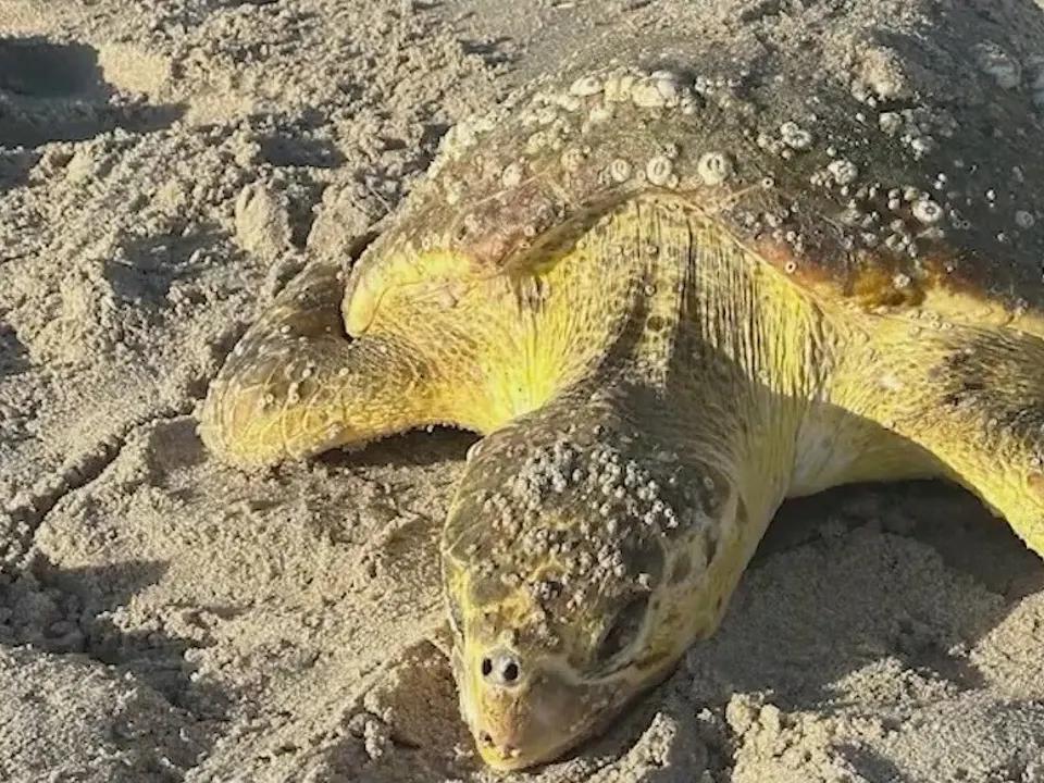 Florida beachgoers pushing sick sea turtles into ocean before rescuers ...