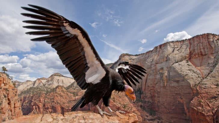 How the California Condor Made a Miraculous Comeback from the Brink ...
