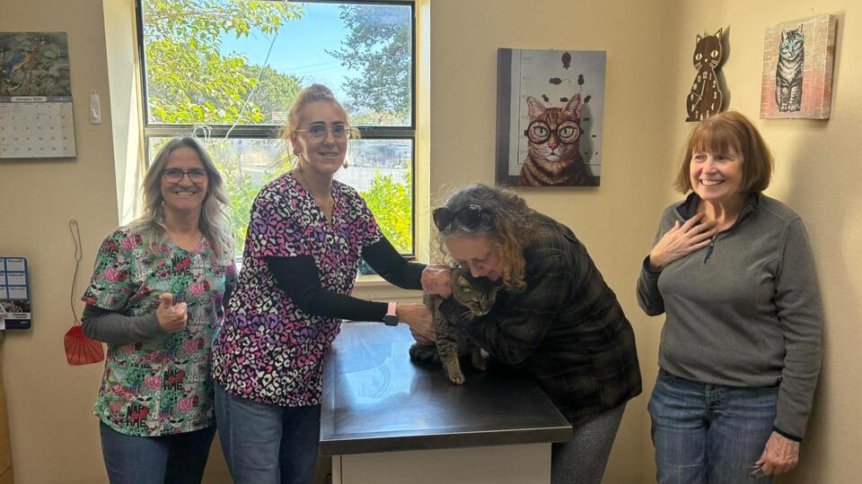 Lost after the floods, ‘Ella’ the cat finds her way home in emotional ...