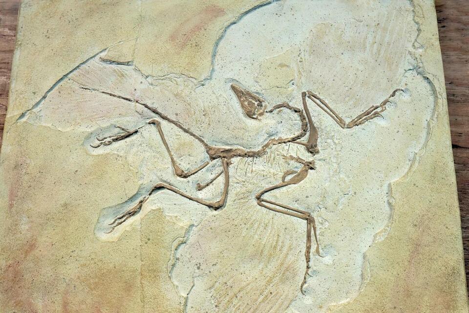 Microraptor Had Four Wings – But Could It Actually Fly? - NewsBreak