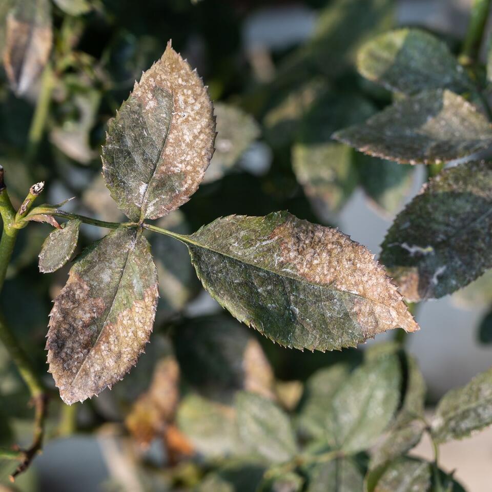 Powdery Mildew Ruining Your Indoor Plants? Here Are the 6 Most Common ...