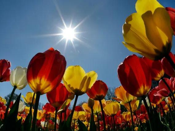 First day of spring: The difference between meteorological and ...