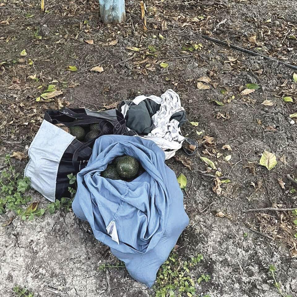 Cracking down on farm theft: Surveillance, Farm Watch program among ...