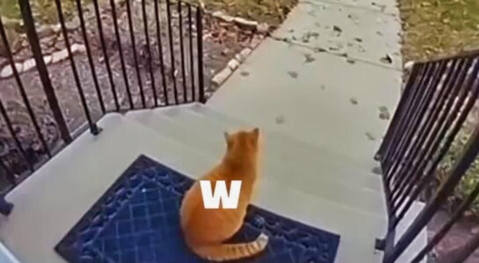 Seattle Seahawks Slammed for Animal Cruelty Over Insensitive Post ...