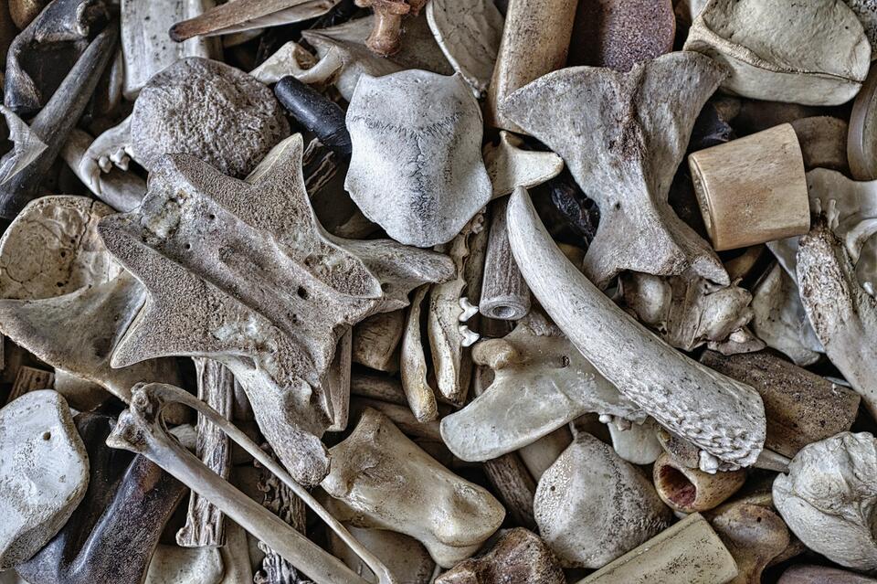 How Streams and Currents Scatter Bones Into Fossil Beds - NewsBreak