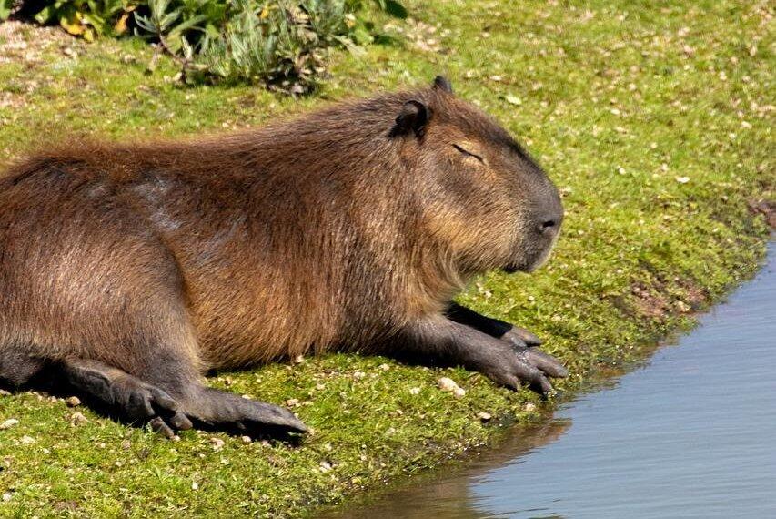 Zoo asks public to be on the lookout for escaped capybara - NewsBreak