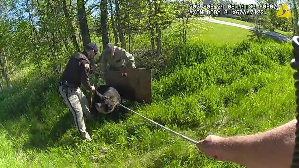 Washington County loose pig wrangled with deputies' help: video - NewsBreak