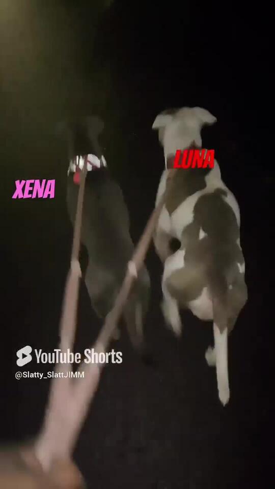 🐾Girls Night Out🐾 - NewsBreak