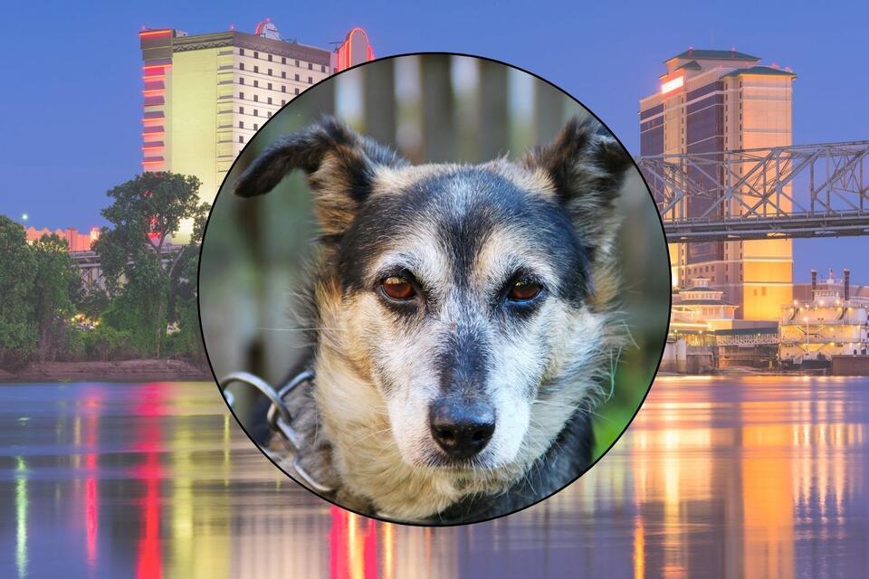 Shreveport Warning: The Cold Snap Law Explained - NewsBreak