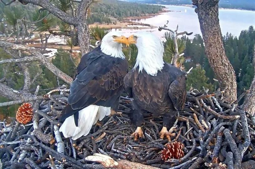 Famous bald eagle lovebirds welcome first egg of the year — setting off ...