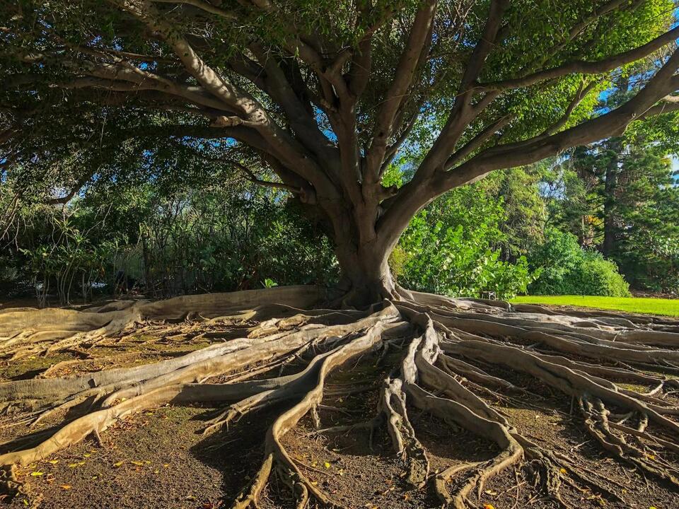 The Power of Trees How Planting One Can Shape Our Future - NewsBreak