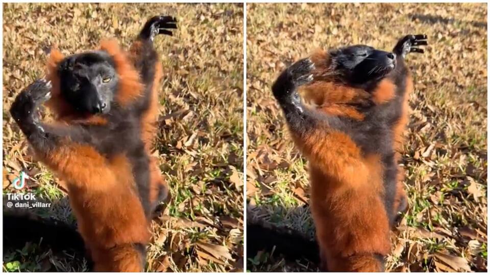 ‘Praise the Sun’: Cute Viral Video of Lemur Soaking Up the Sunshine in ...