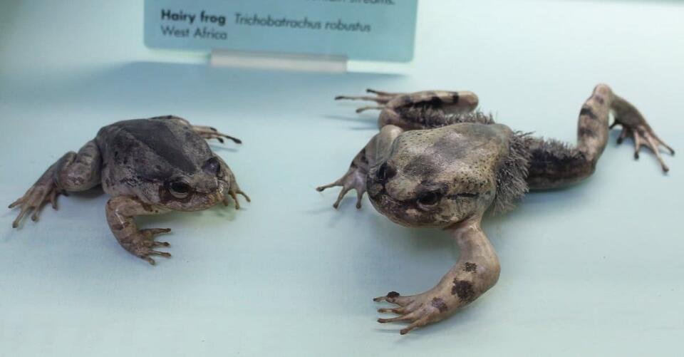 The Wolverine Frog: 5 Wild Facts About Nature’s Most Extreme Amphibian ...