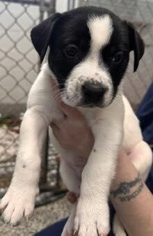 Puppies available for adoption today at OCHS - NewsBreak
