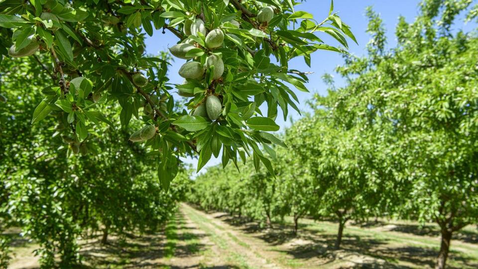Pruning Almonds Is Essential for Strong Trees and Stunning Blooms – and ...