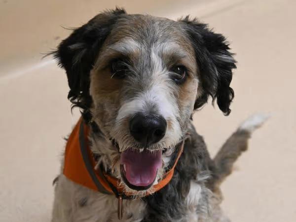 🐶 Playful, Gentle & Loyal Dogs Ready for Adoption in Portland - NewsBreak