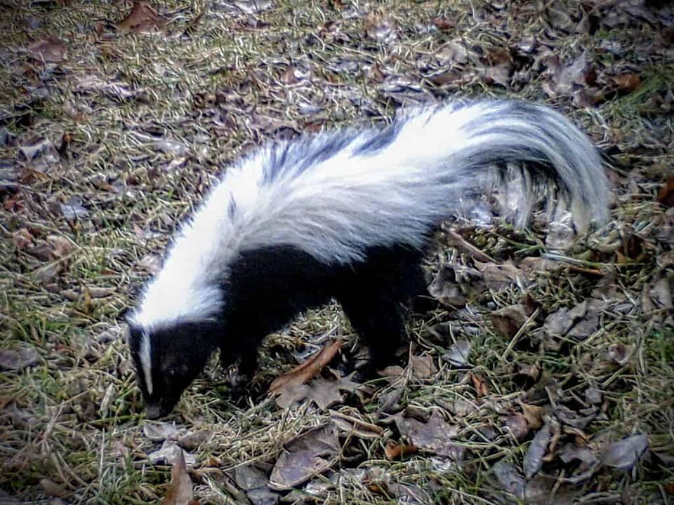 Top 10 Smelliest Animals - NewsBreak