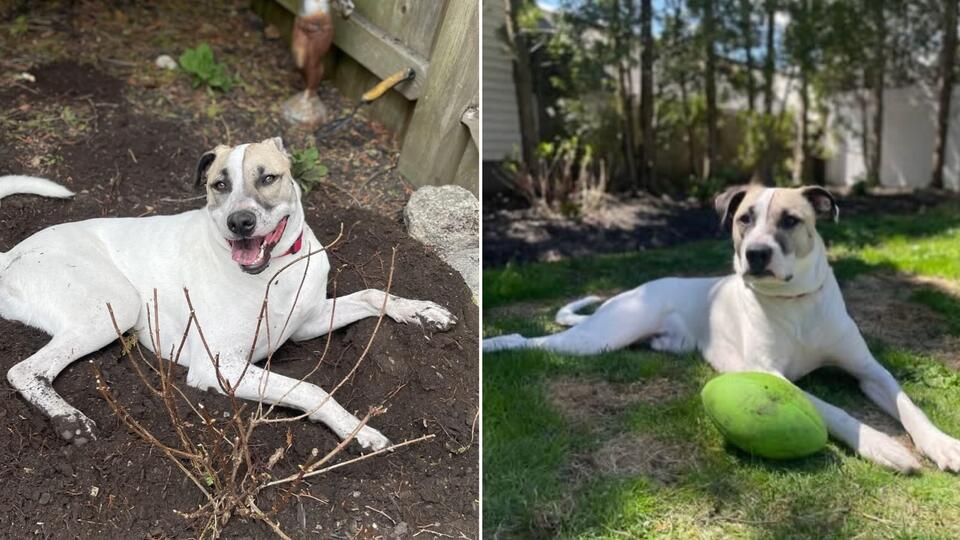 After Nearly 2 Years in Rescue Cody Is Still Waiting for Someone to ...