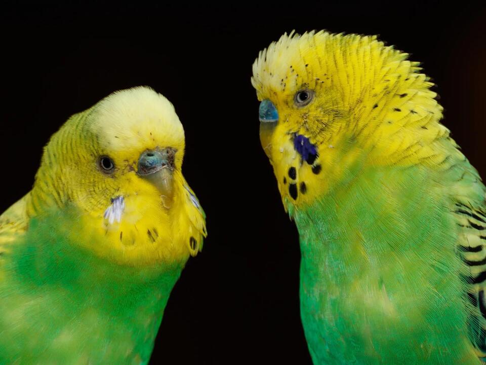 Can Parrot Brains Teach Us About Human Speech? Study Finds Budgies Have ...