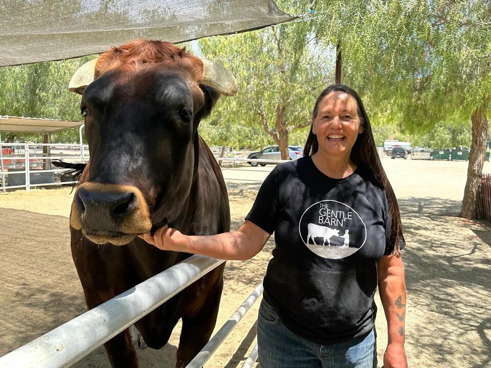 Santa Clarita cow hug therapy feels like ‘giant mom hug’ - NewsBreak