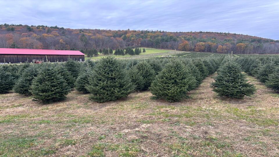 72-year-old bought an 'overgrown' Christmas tree farm in 2010—now it's ...