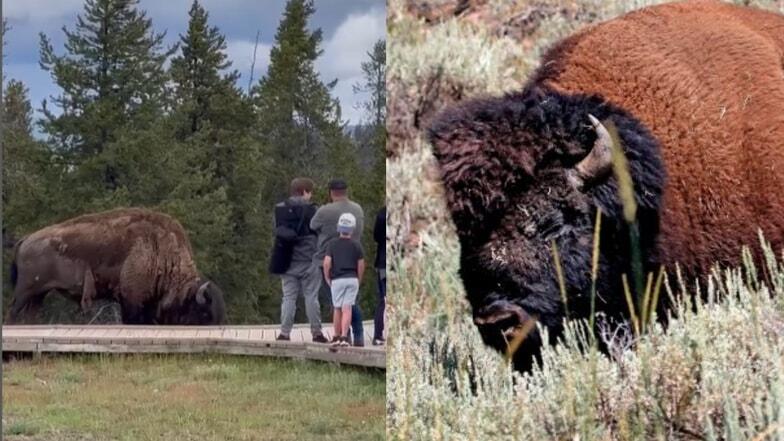 Yellowstone footage shows true size of bison as visitors stand feet ...