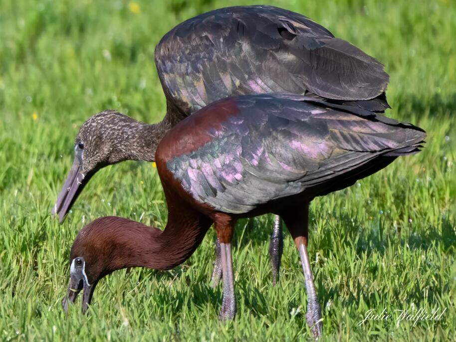 Pair of glossy ibises grazing in Village of Fenney