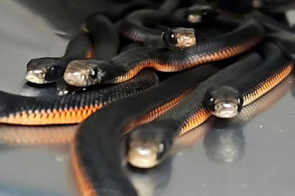 The number of snakes removed from this Australian yard will make you ...