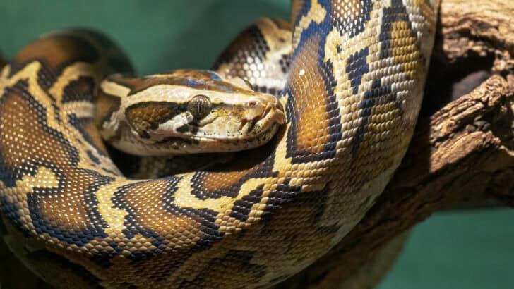 The Largest Python Ever Captured in Florida’s Everglades - NewsBreak