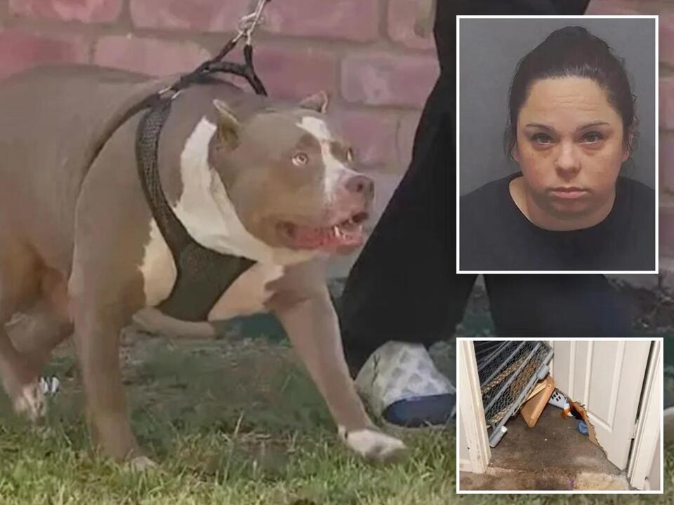 Babysitter charged after 1-year-old boy mauled to death by her pit ...