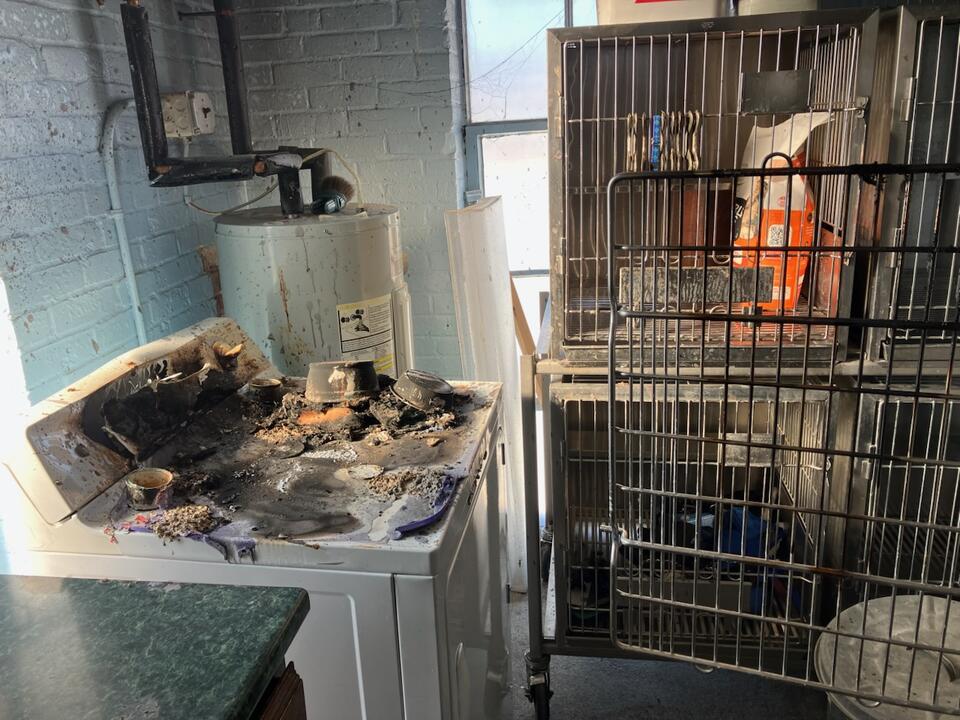 New Canaan Animal Shelter Offline After Fire on Friday - NewsBreak