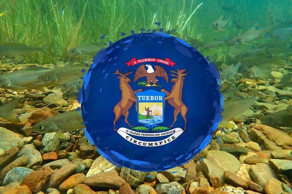 Lost for Nearly 100 Years, Michigan Experts Revive Native Fish Species ...