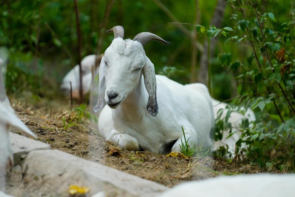 Goats on the Go are gobbling up invasive species of plants in an Ohio ...