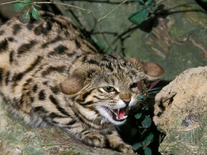 The 8 Deadliest Cats that Still Lurk the Planet