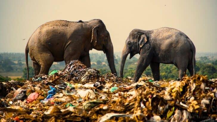 India Officially Ranks the Highest For Plastic Pollution in the World ...