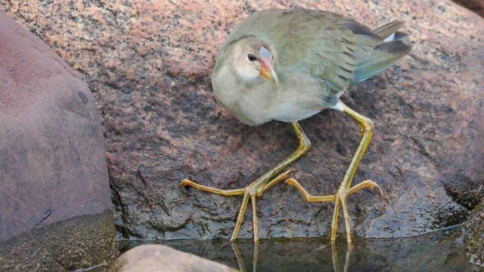 Long legs and toes are ‘something else’ on showstopper bird species ...