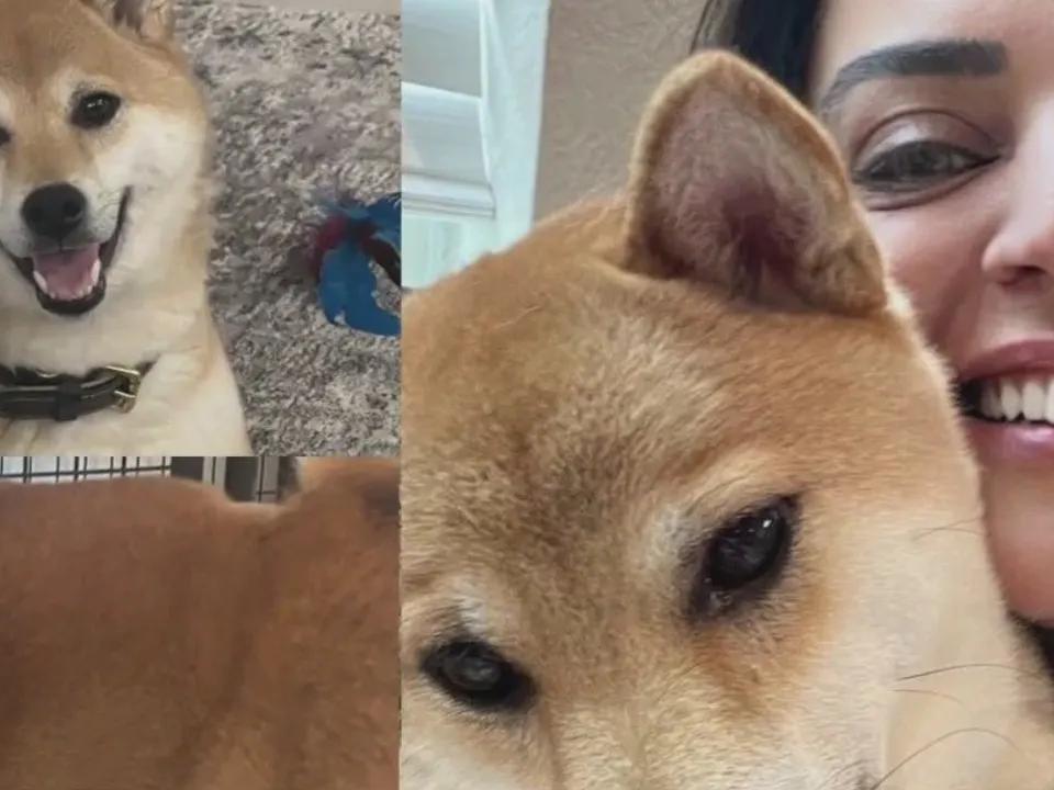 Katy dentist says she's lucky to be alive after protecting her dog ...