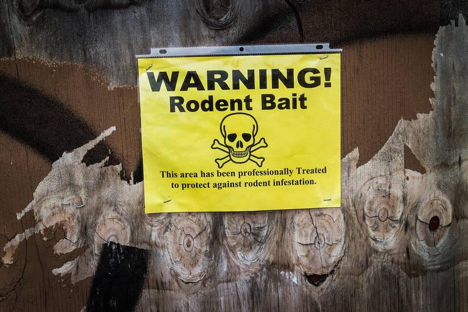 A Guide to Rat Poison in Dogs: How Much is Lethal? - NewsBreak