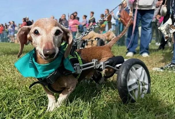 Watch video of special needs dogs dash to the finish line during ...