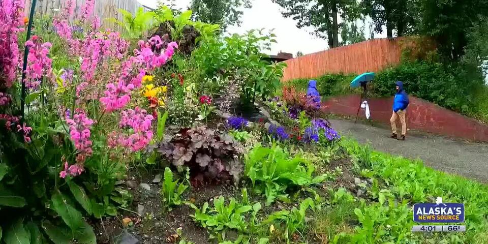 Flower Power! A tiny hill on Turpin Road transformed into a flower ...