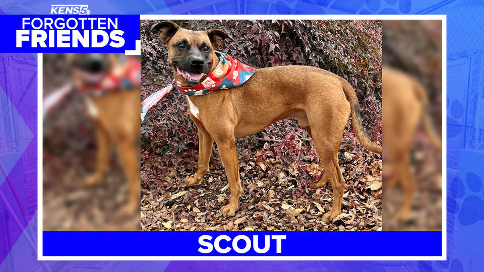 5-year-old Boxer mix named Scout has been at shelter waiting for over ...