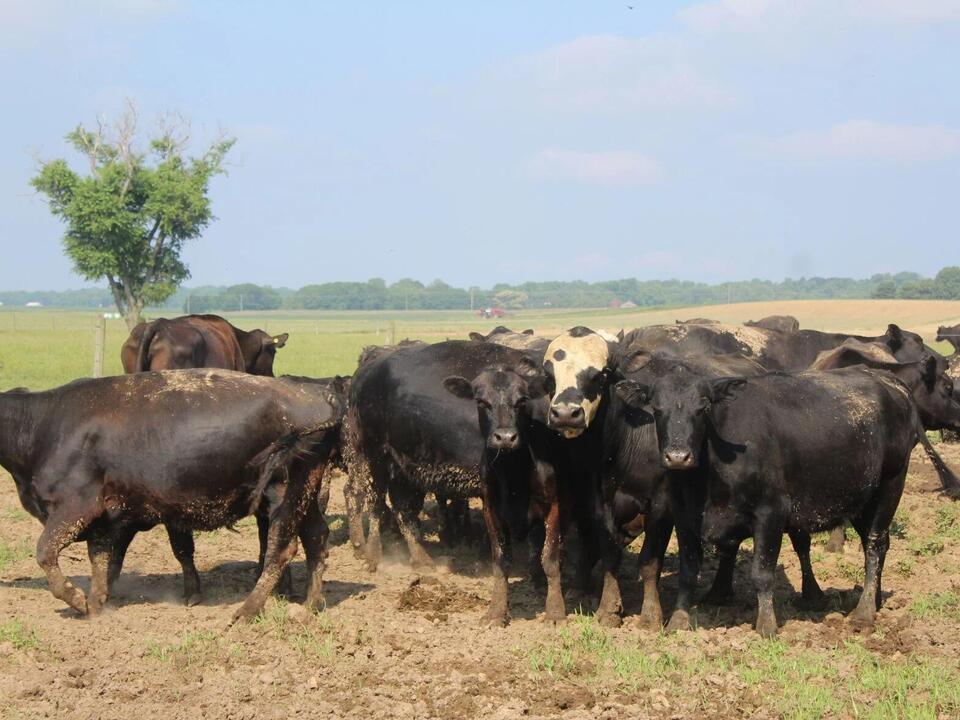 AgriCulture: RTF supported, Cecil Soil Conservation supervisors sought ...